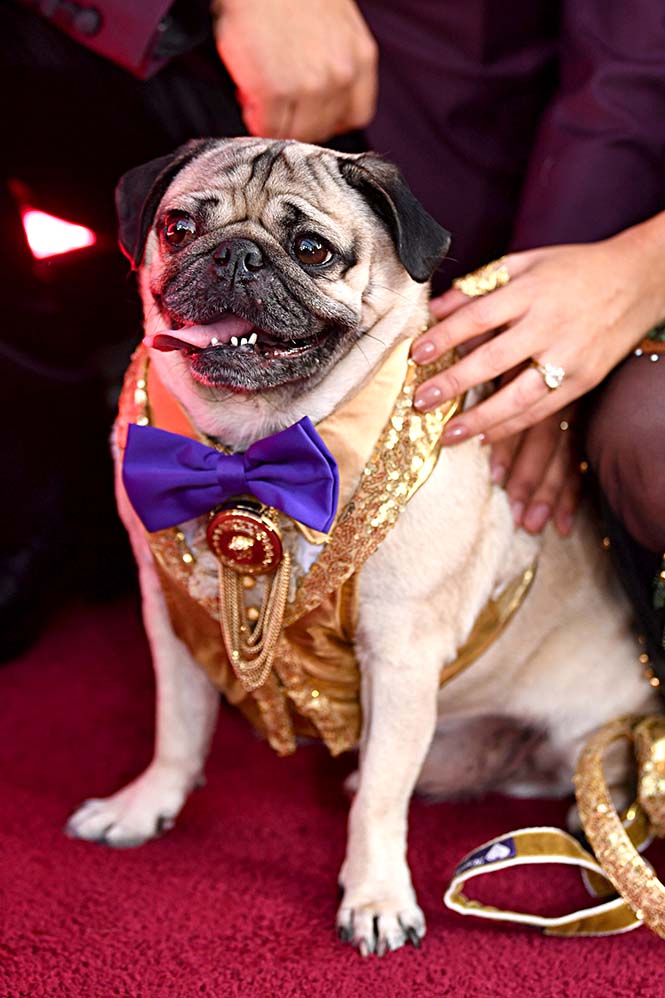 Veja a galeria com os vencedores do People's Choice Awards 2019 - OFuxico