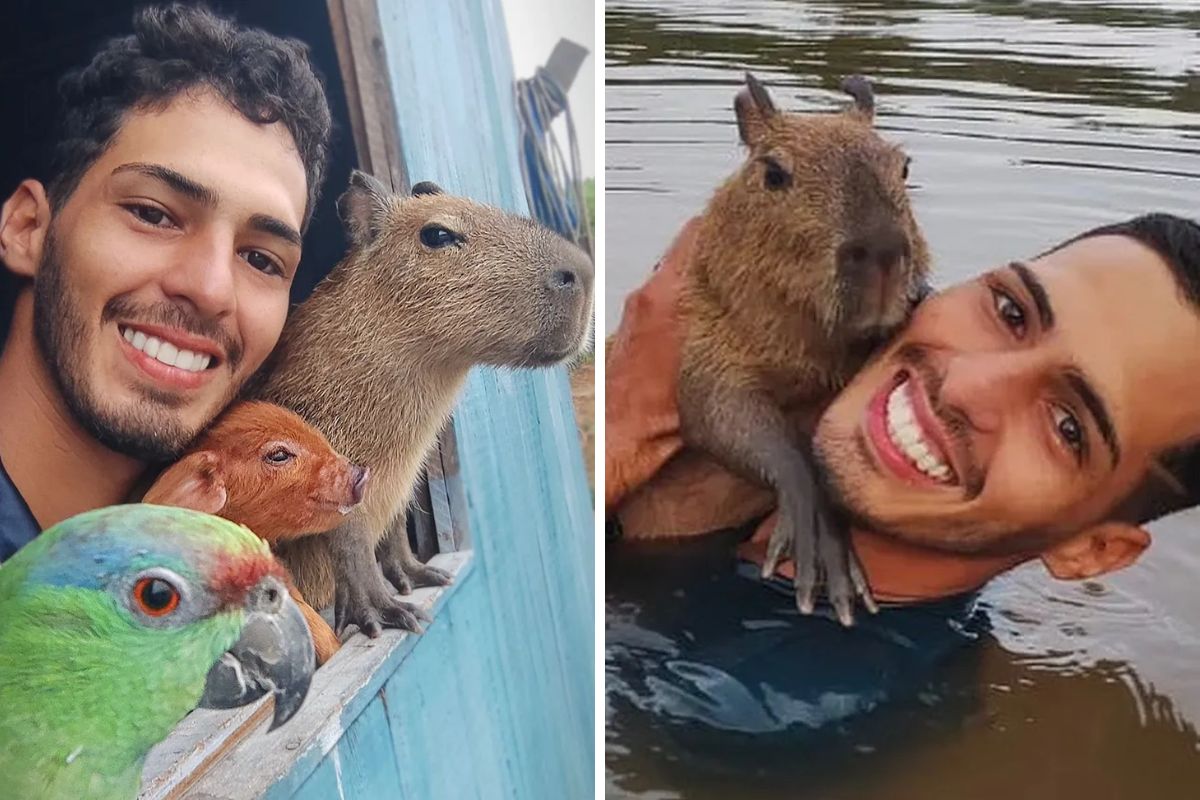 Influenciador entrega capivara Filó ao IBAMA e emociona a web